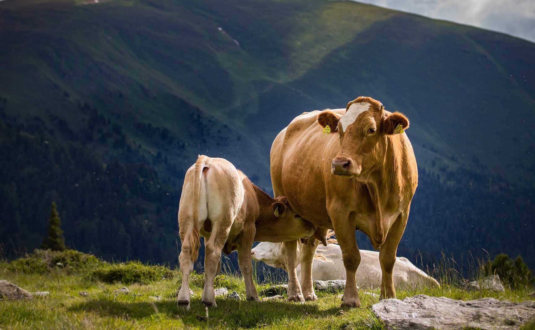 Productions animales